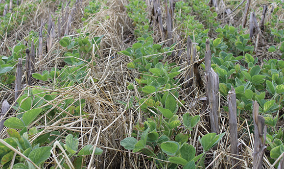 Cover Crops – Burtch Seed Company, Celina, Ohio