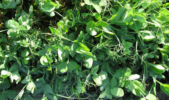Cover Crops – Burtch Seed Company, Celina, Ohio