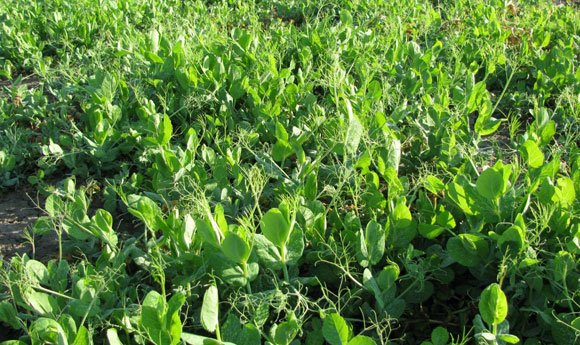 Cover Crops – Burtch Seed Company, Celina, Ohio