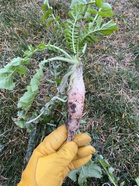 Cover Crops – Burtch Seed Company, Celina, Ohio